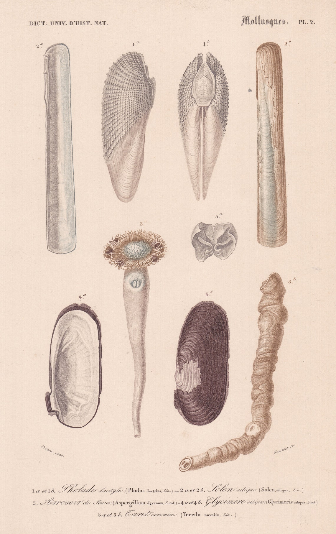 Antique Original Shell Barnacle Anatomy Print Charles - Etsy