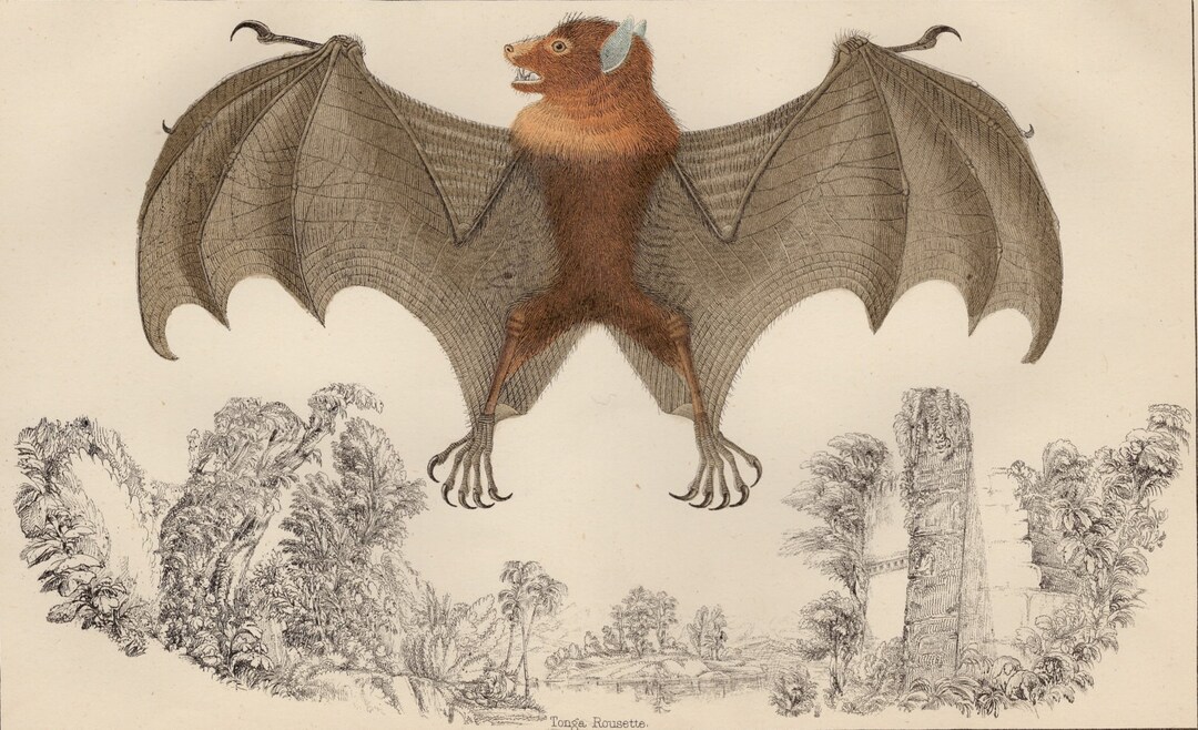 1856 Rare Antique Fruit Bat Tonga Rousette Original Print History of ...