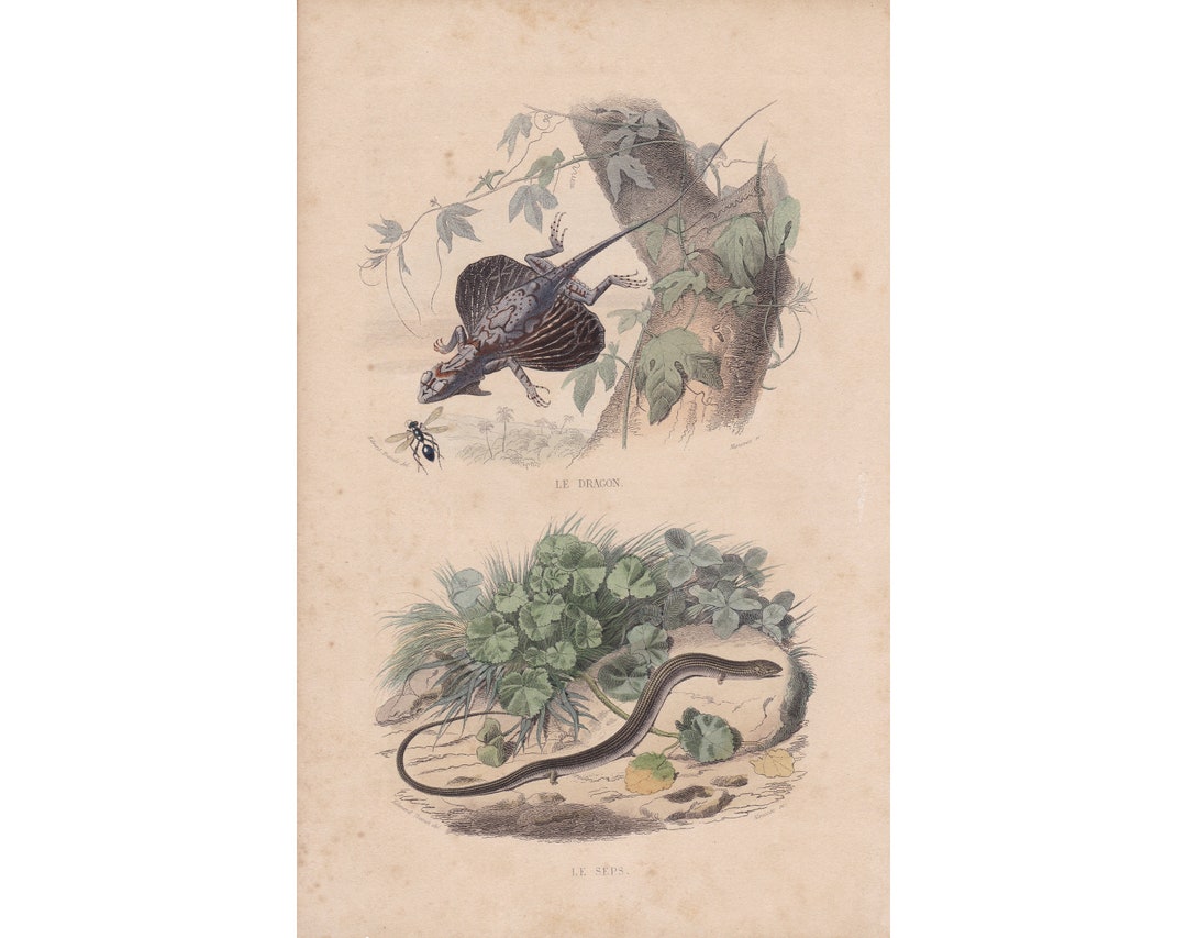 1839 Rare Antique Seps Dragon Lizard Reptile Original Print Engraving ...