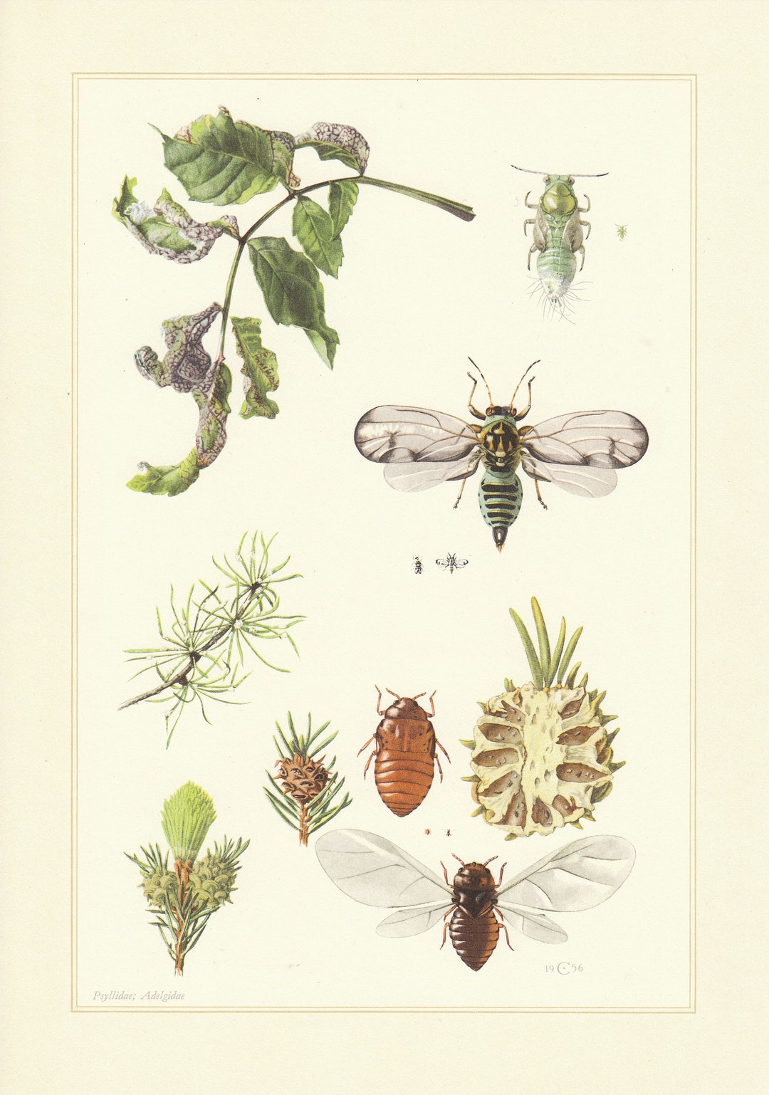 Original Vintage 1961 Flying Red Beetle Insect Print Insectes D'europe ...