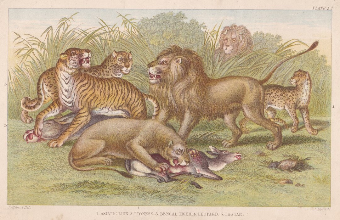 1876 Rare Antique Lion Tiger Leopard Jaguar Species Original Print A ...