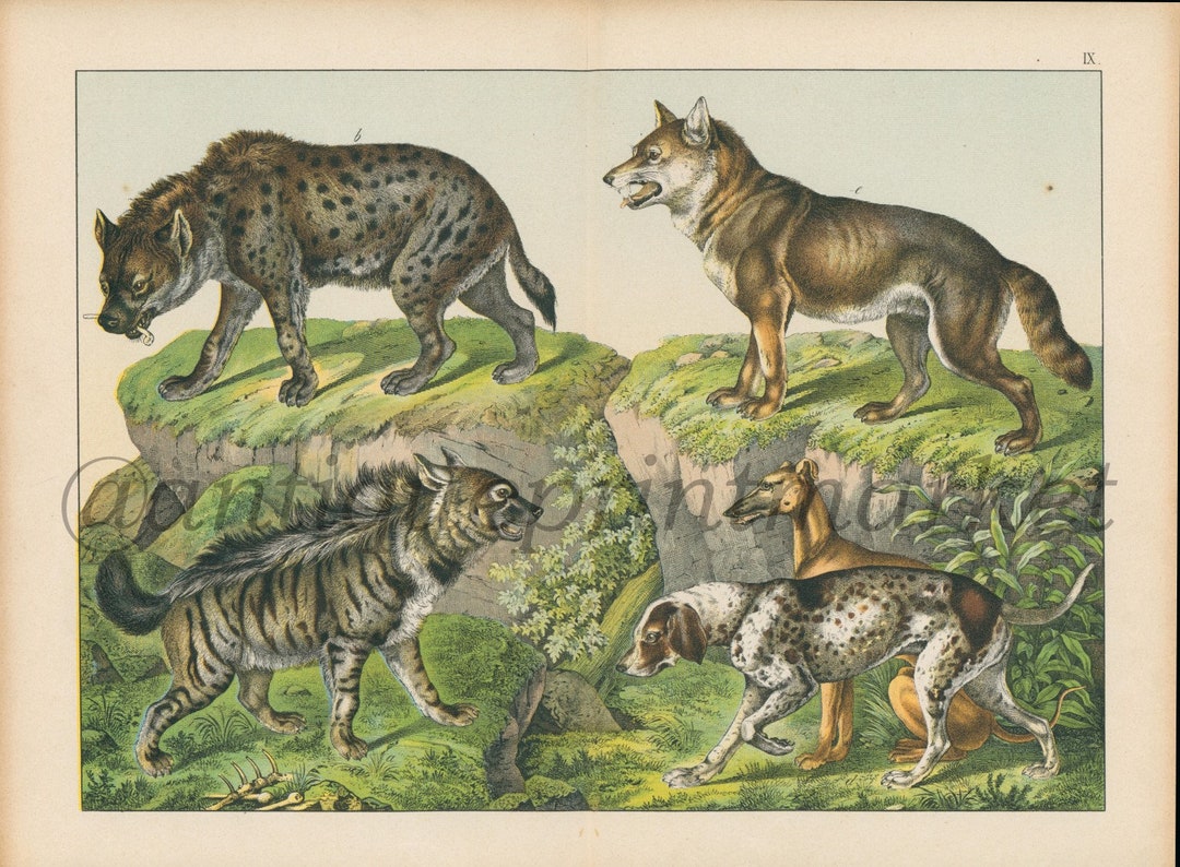 1889 Large Format Antique Hound Dog Wolf Hyenia Greyhound Print Poster ...