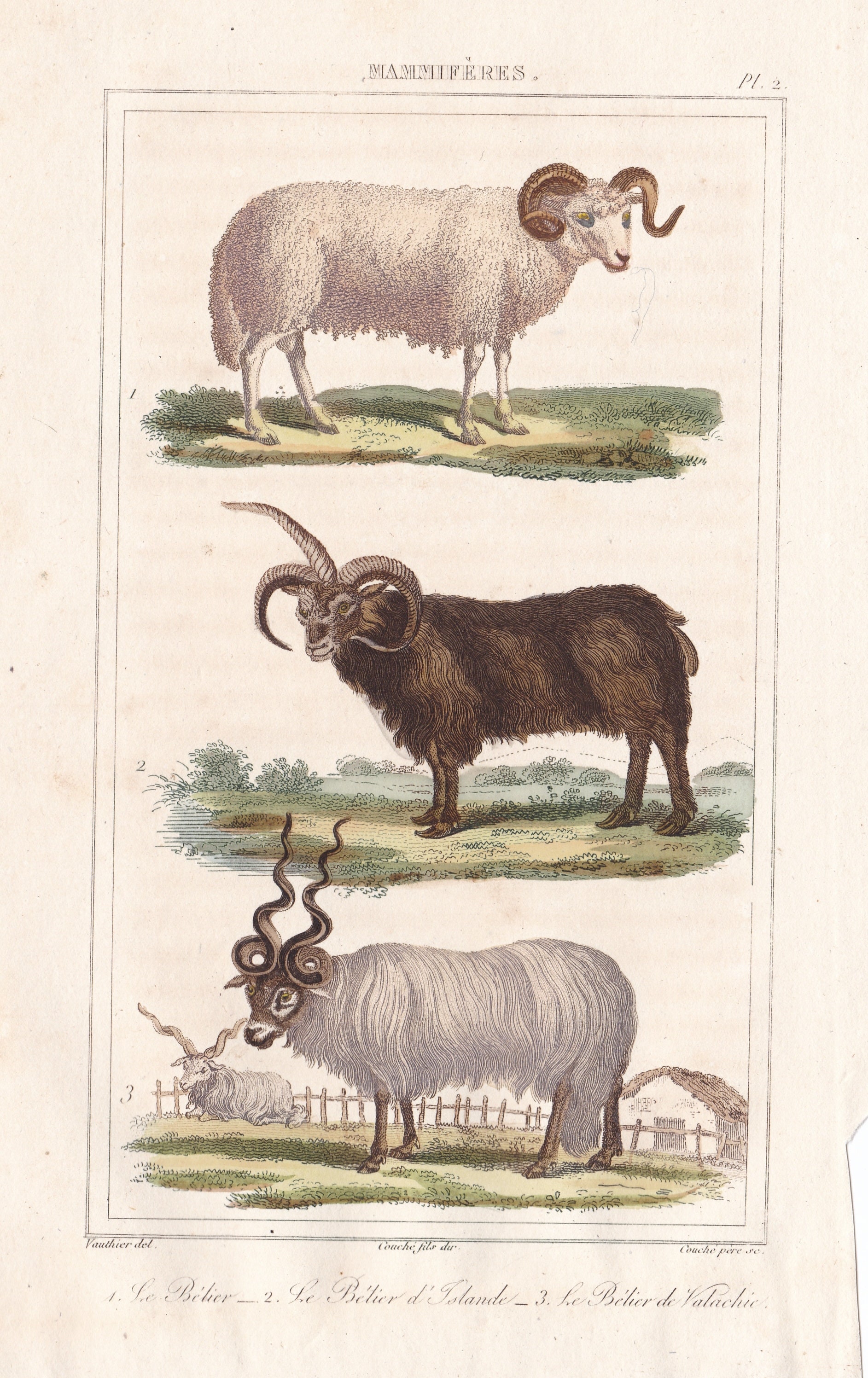 Original Antique Horned Sheep Breeds Rams Hand Colored Engraving From ...