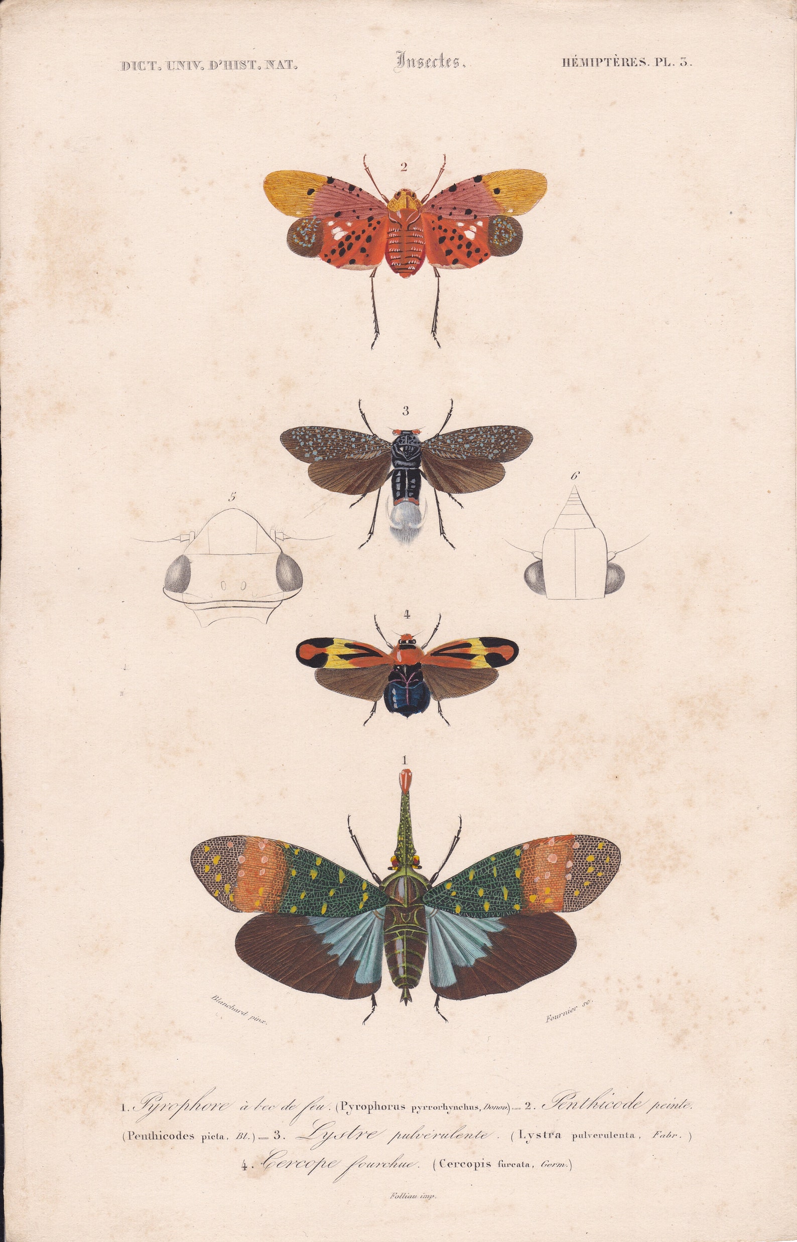 Antique Original Lantern Peanut Bug Moth Print Charles D’orbigny ...
