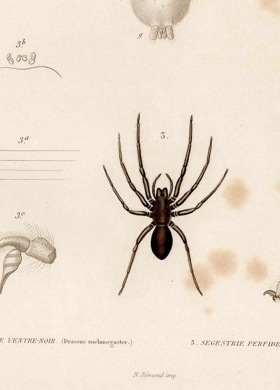 Antique Spider Engraving: 1836 Cuvier Hand-colored Arachnid Print - Etsy