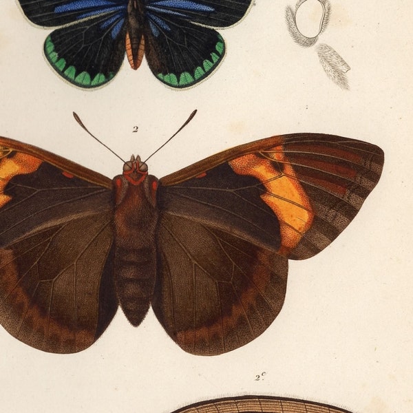 Antique Butterfly Illustration Print - Etsy
