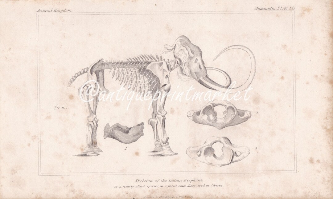 Rare Antique Original Indian Elephant Skeleton 1834 George Baron Cuvier ...