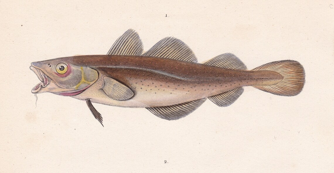 Original Antique Cod Fish Print Engraving Works of Cuvier and Lacepede ...