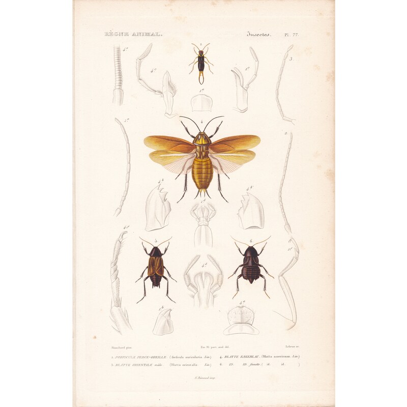 Anatomy Plates - Etsy