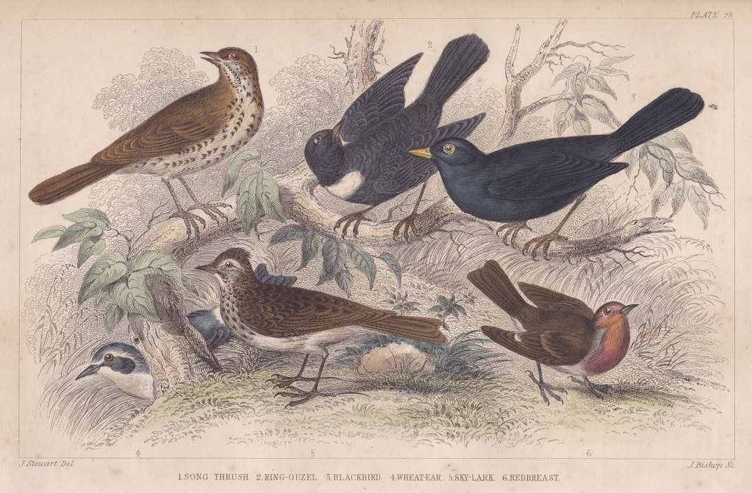 1857 Rare Antique Garden Birds Species Original Print A History of ...