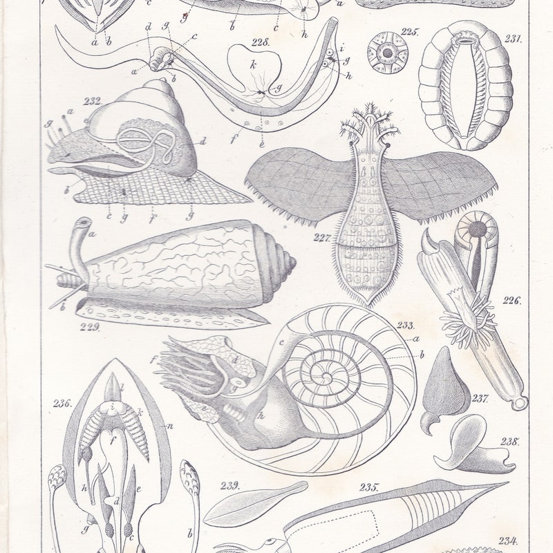 Sepia Shell Prints - Etsy