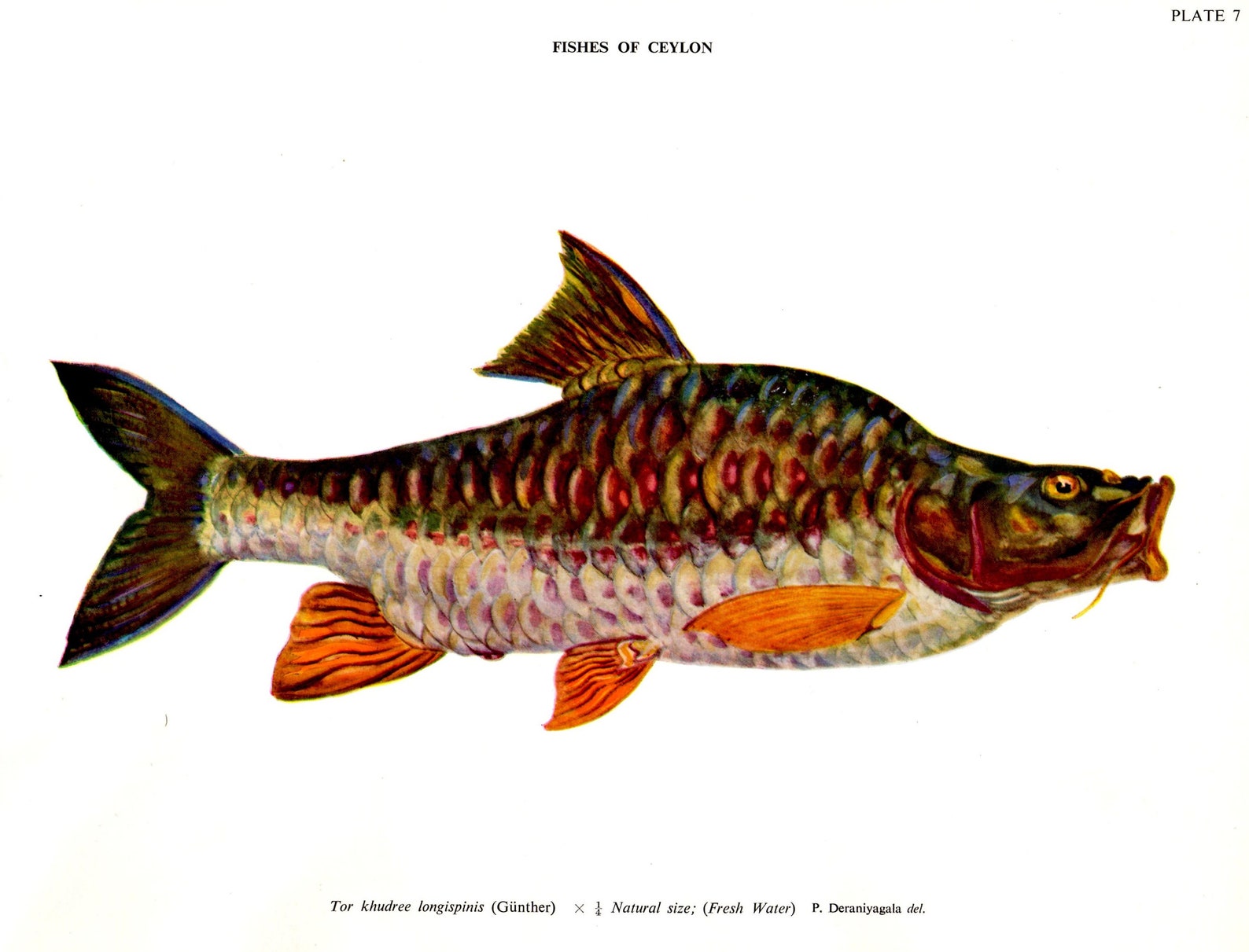 Superb Large Original 1952 Vintage Bass Fish Print From the Colored ...