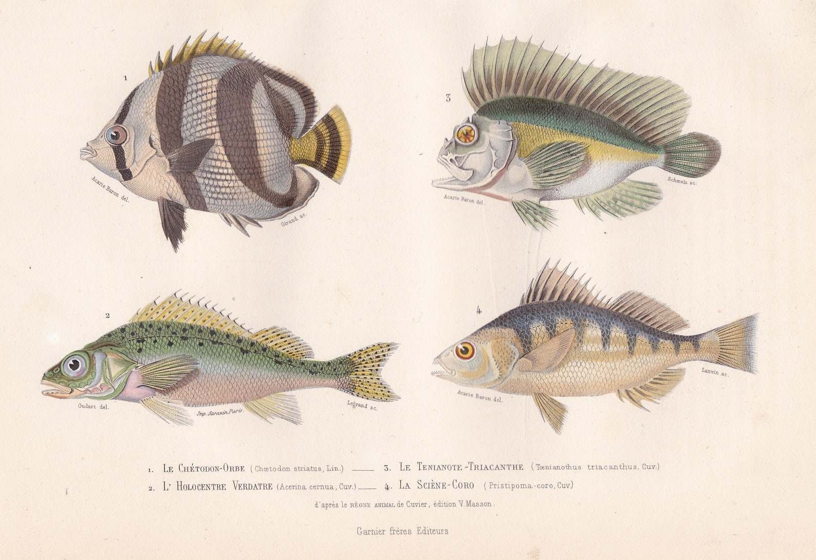Original Antique Fish Print French Engraving Hand Colored Works of ...