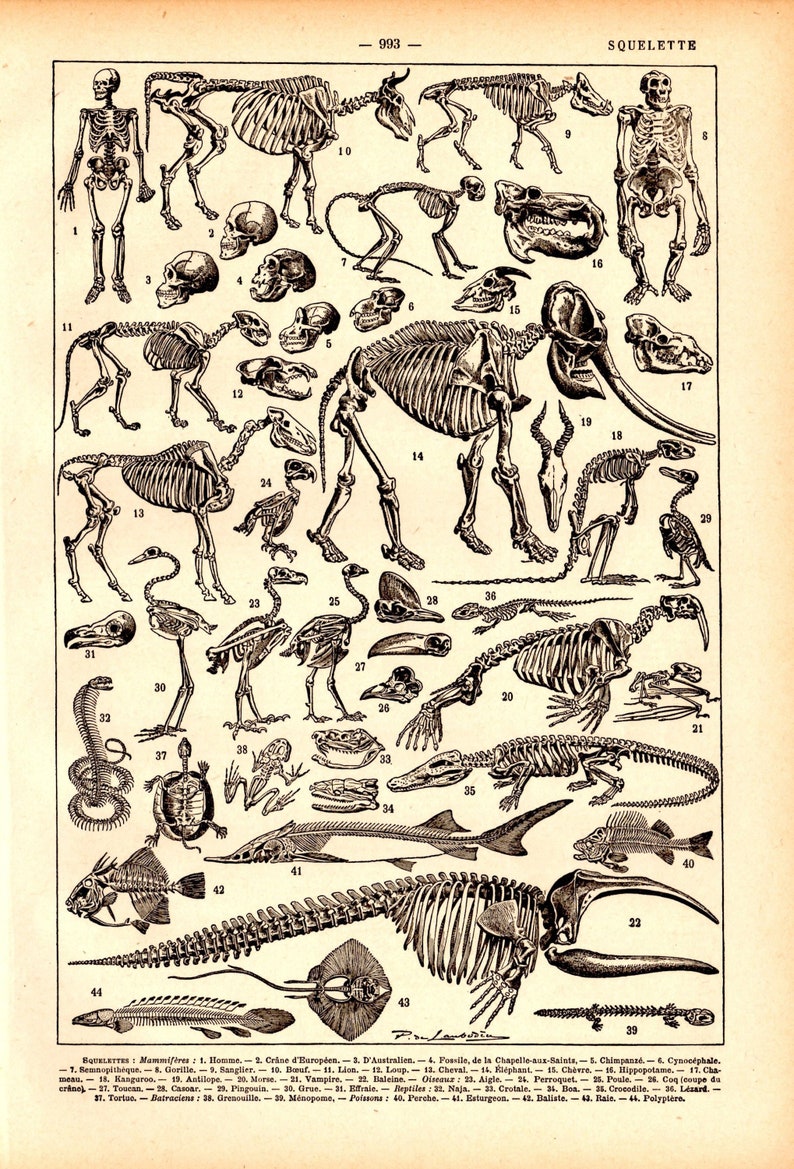 Original French Skeleton Lithograph From LAROUSSE Nouveau Larousse ...
