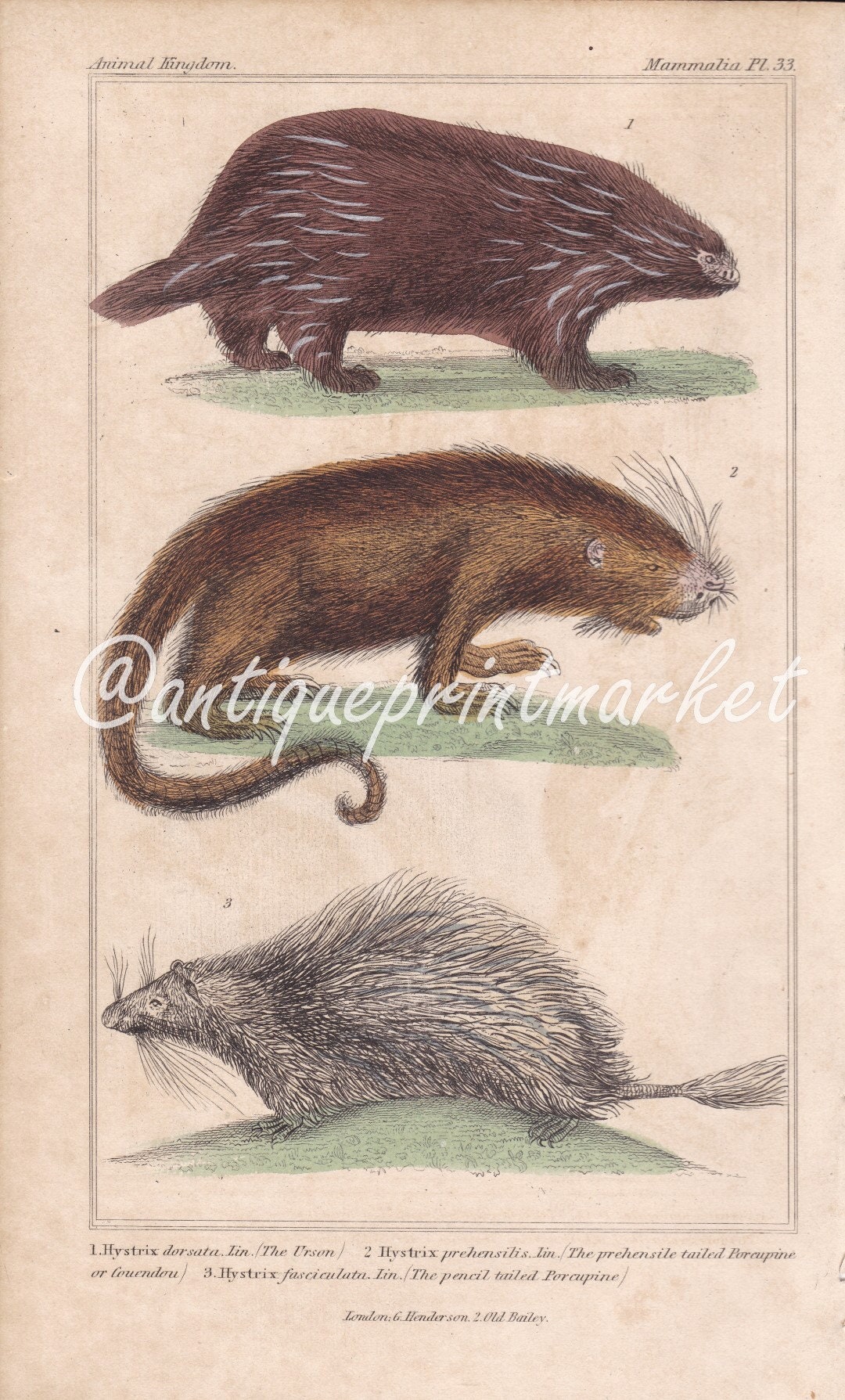 1834 Antique Urson Porcupine Original Engraving Print Book Plate Baron ...