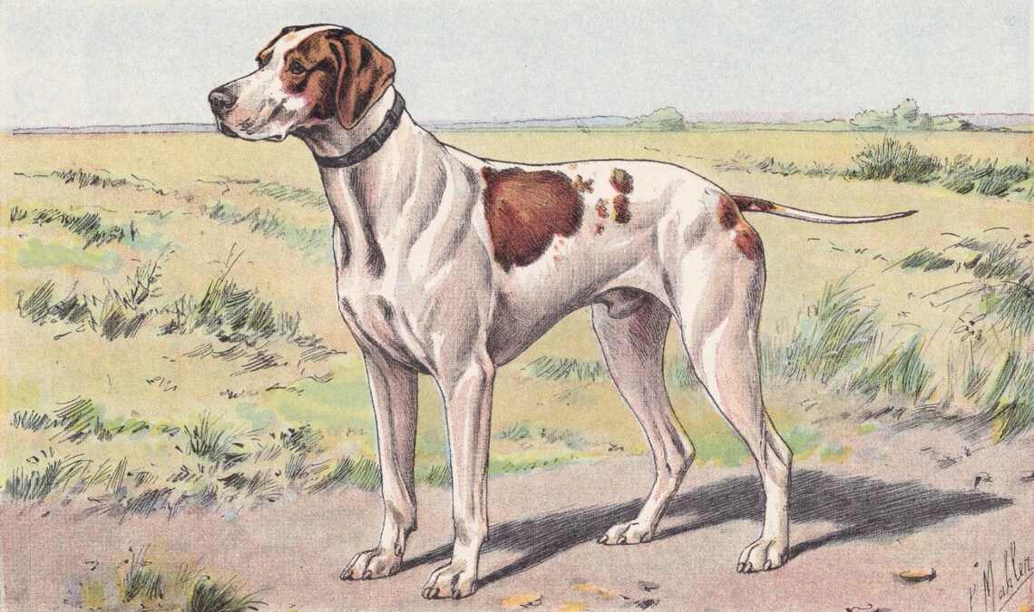 Original Vintage Hunting Braque Saint-germain Pointer Dog Gundog Canine ...