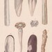 Antique Original Shell Barnacle Anatomy Print Charles D’orbigny ...