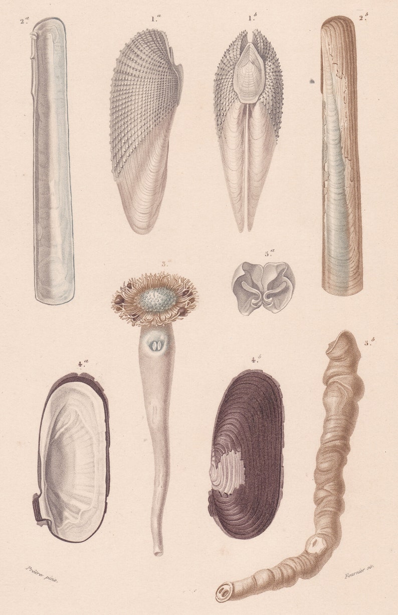 Antique Original Shell Barnacle Anatomy Print Charles D’orbigny ...