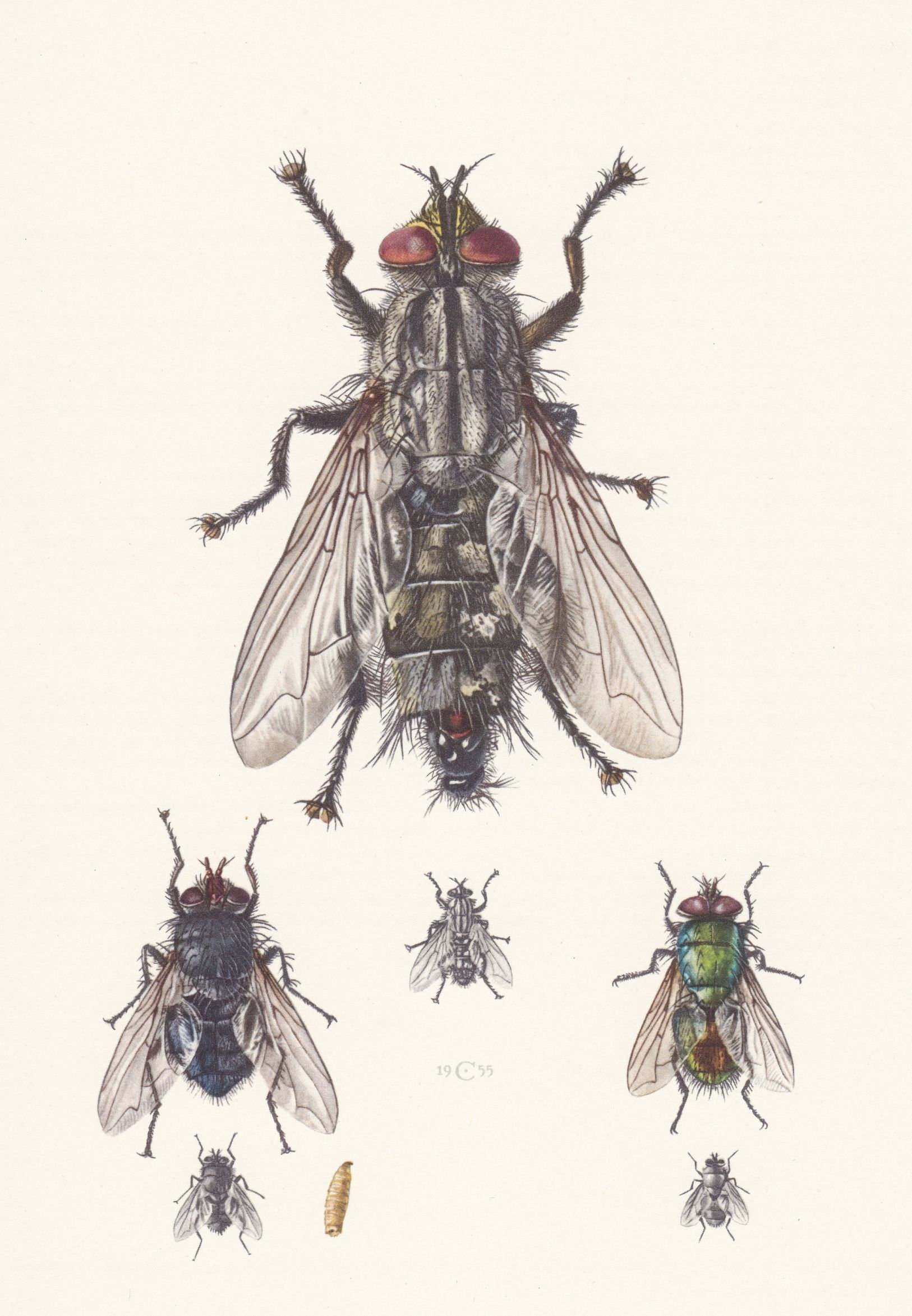 Original Vintage 1961 Fly Blue Bottle Flies Diptera Print Insectes D ...