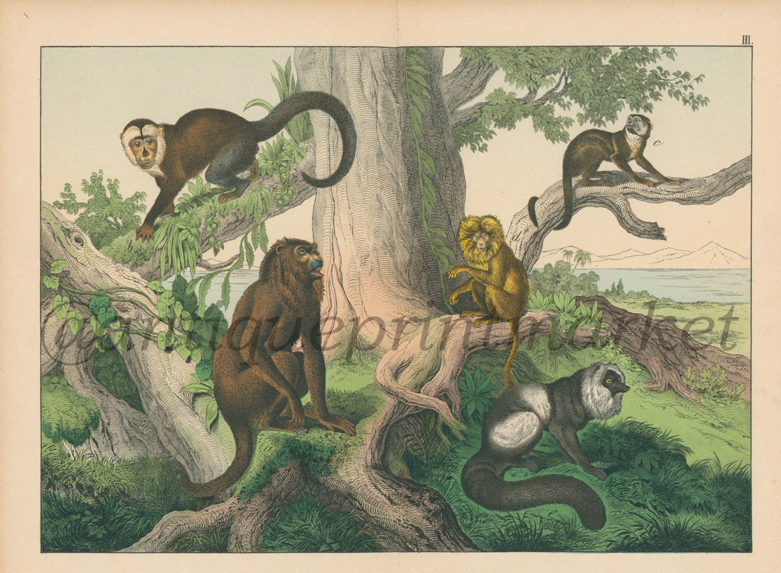 1889 Large Format Antique Monkeys Howler Monkey Jungle Apes Primates ...
