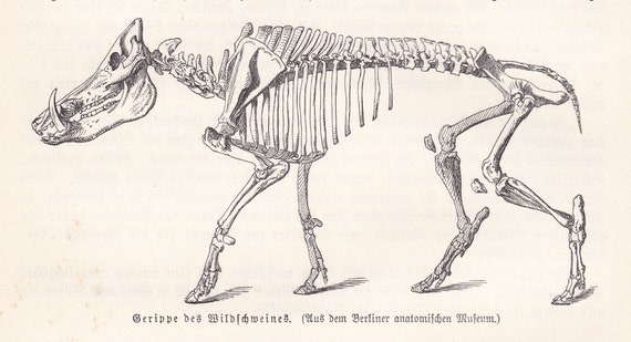 1900 Original Antique Skeleton of Warthog Wild Boar Original | Etsy