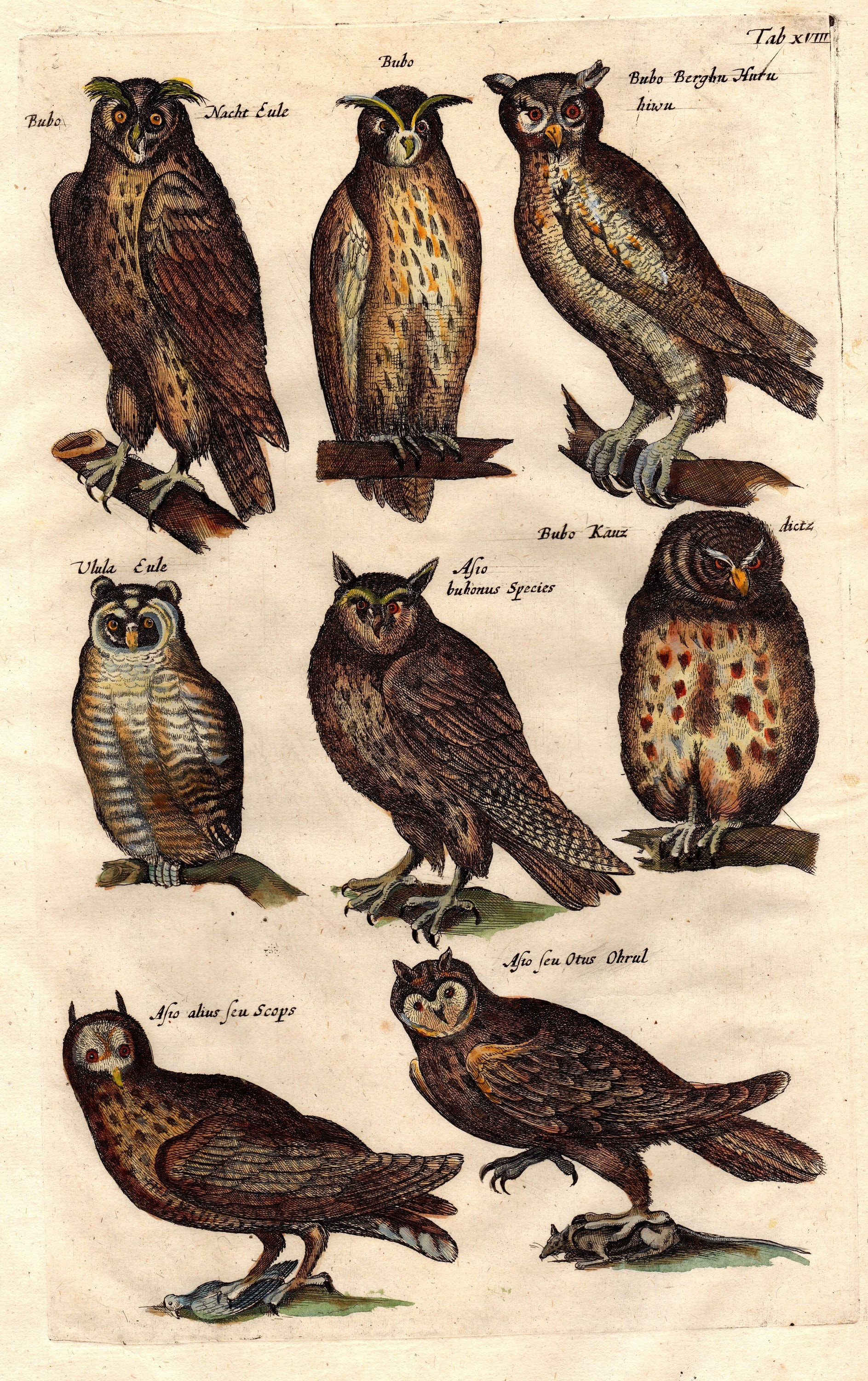 1657 Antique Owls Birds of Prey Engraving Print Historia Naturalis John ...