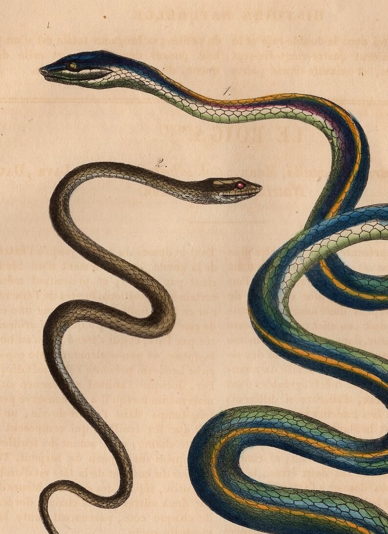 1834 Rare Antique Boiga Cape File Snake Reptile Original Print - Etsy
