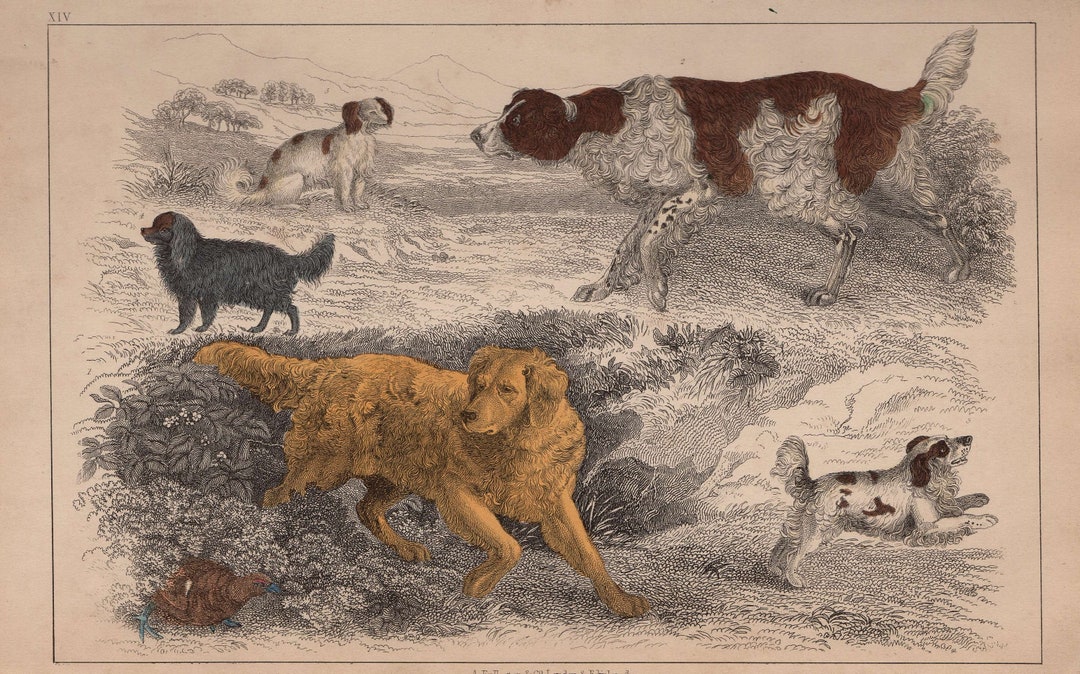 1856 Rare Antique Original Dogs Hounds Print History of Earth and ...