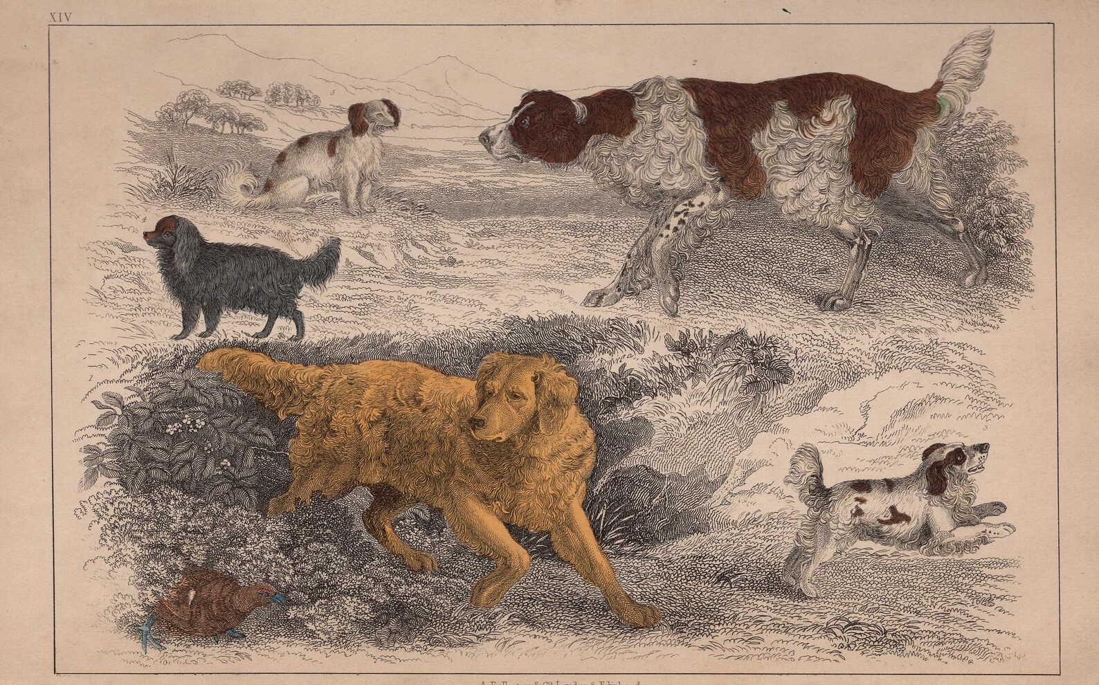 1856 Rare Antique Original Dogs Hounds Print History of Earth and ...