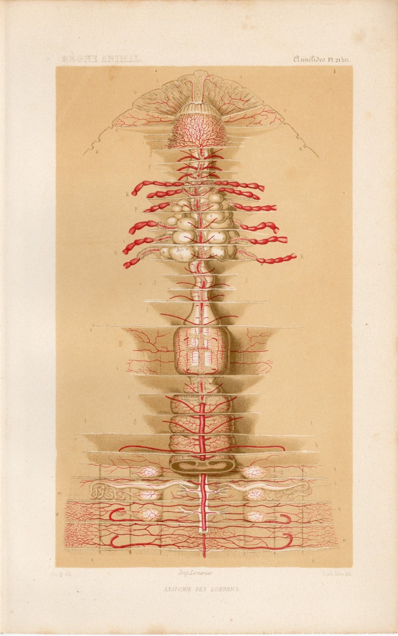 Annelid Fan Worm Anatomy 1836 Antique Original Engraving Le - Etsy