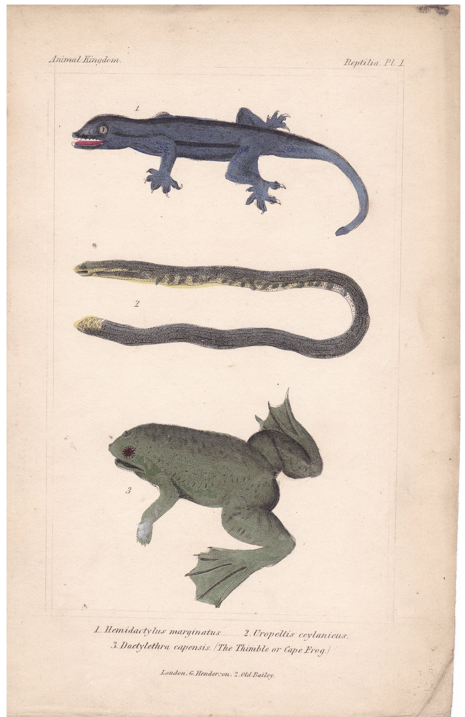 1837 Antique Original Engraving Antique Lizard Frog Reptile Print the ...