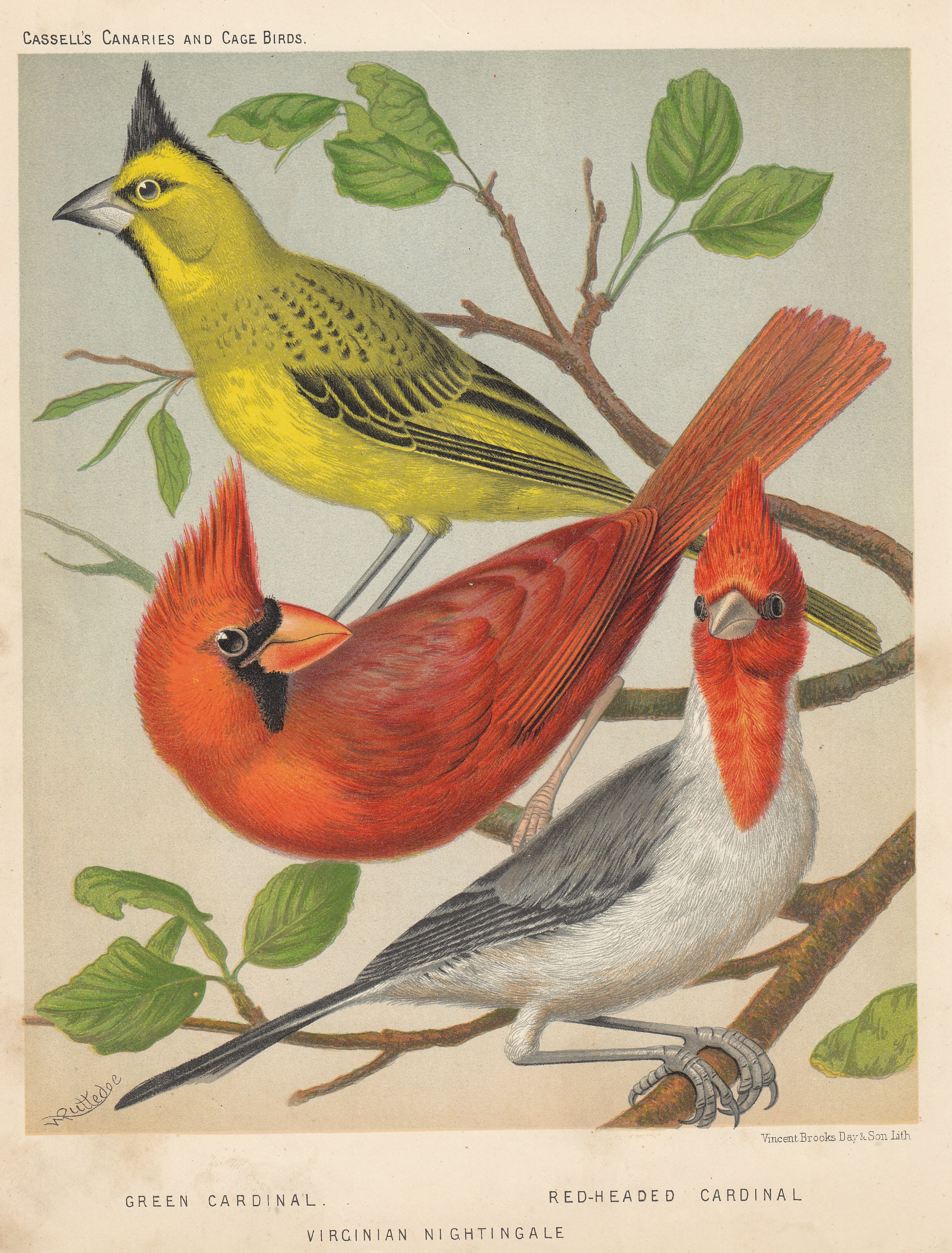 Antique Original Cardinal Nightingale Colour Chromolithograph 1880 From ...