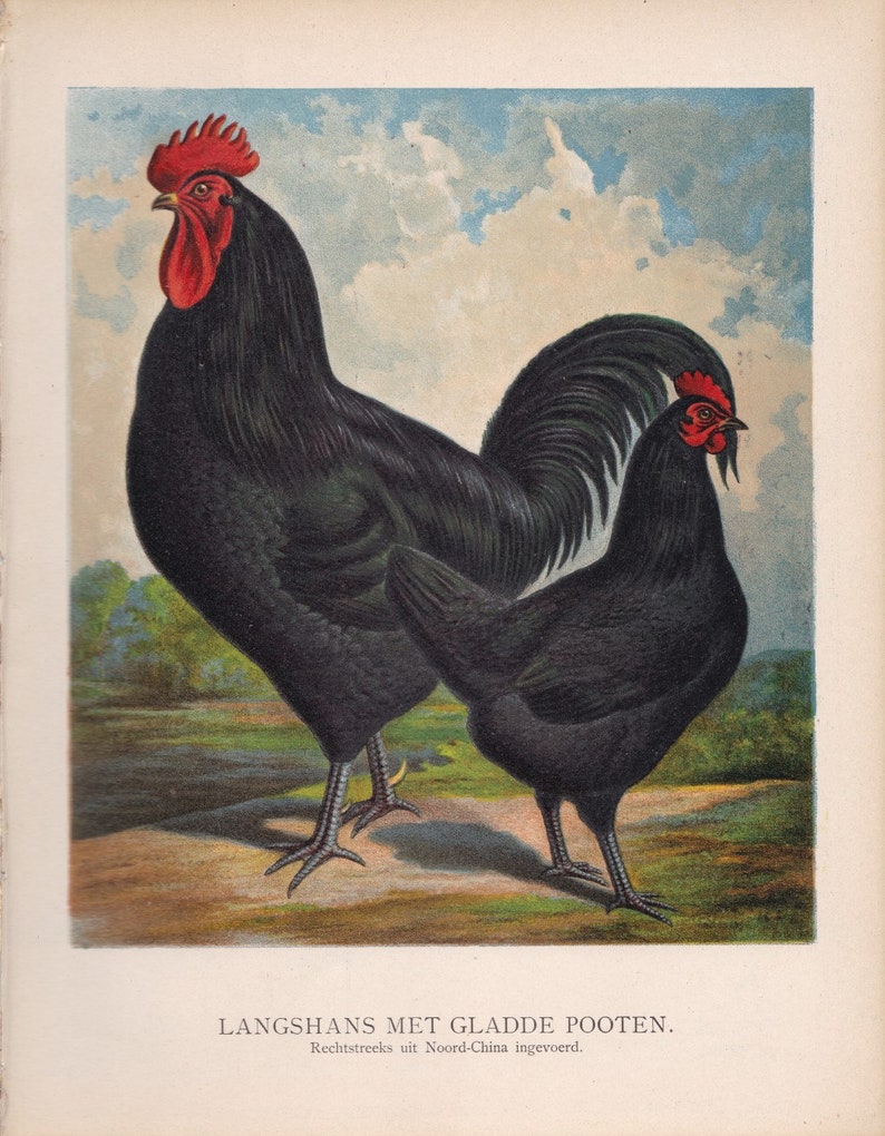 Antique Farmyard Chickens Hens Rooster Country Life Farming Eggs ...