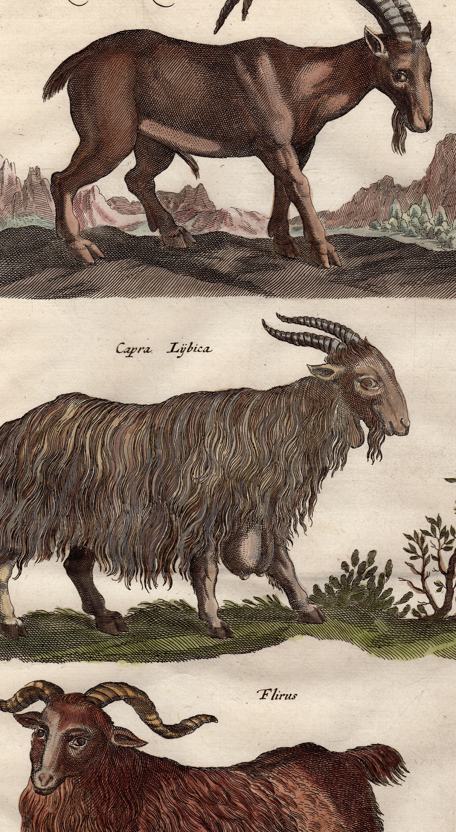 1657 Antique Goats Livestock Engraving Print Historia - Etsy