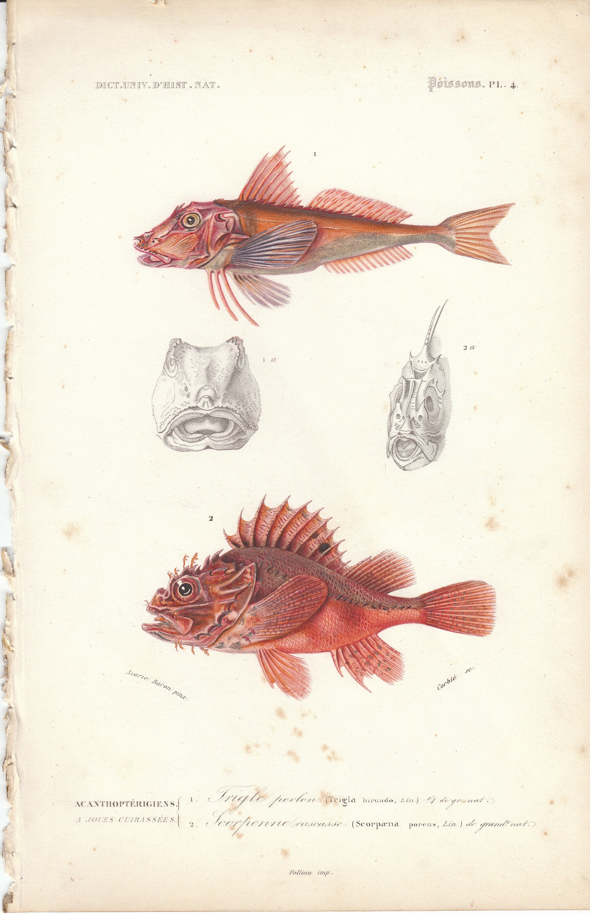 Rare Antique Original 1849 Fish Print Charles Dorbignys - Etsy