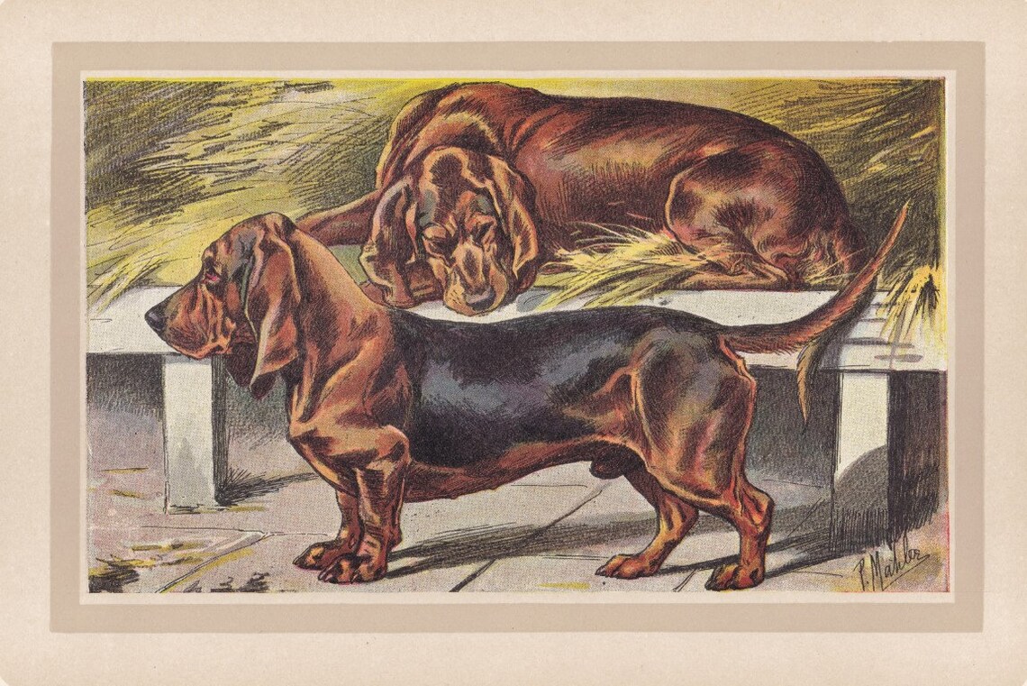Original Vintage Hunting Basset Ardennes Basset Hound Dog Gundog Canine ...