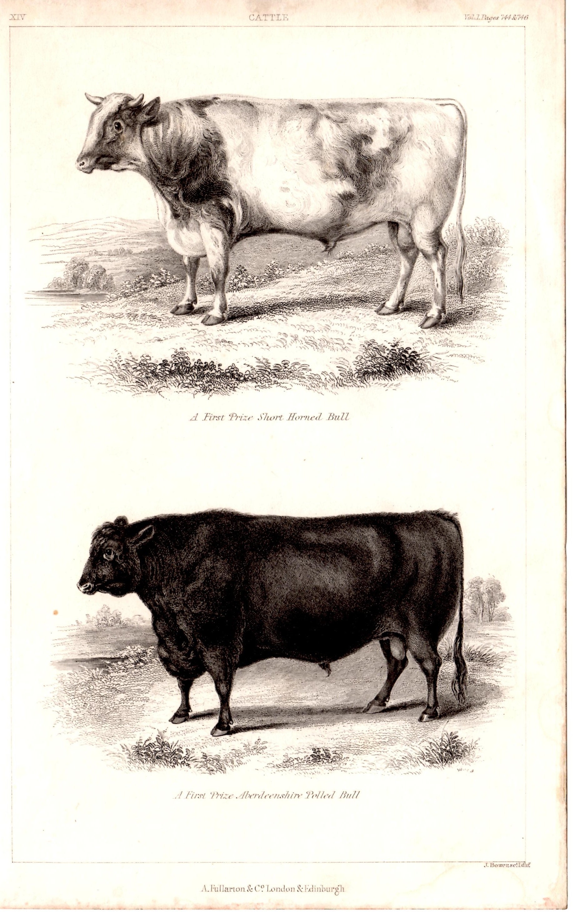 1852 Cattle Engraving Shorthorn Bull Aberdeenshire Polled - Etsy
