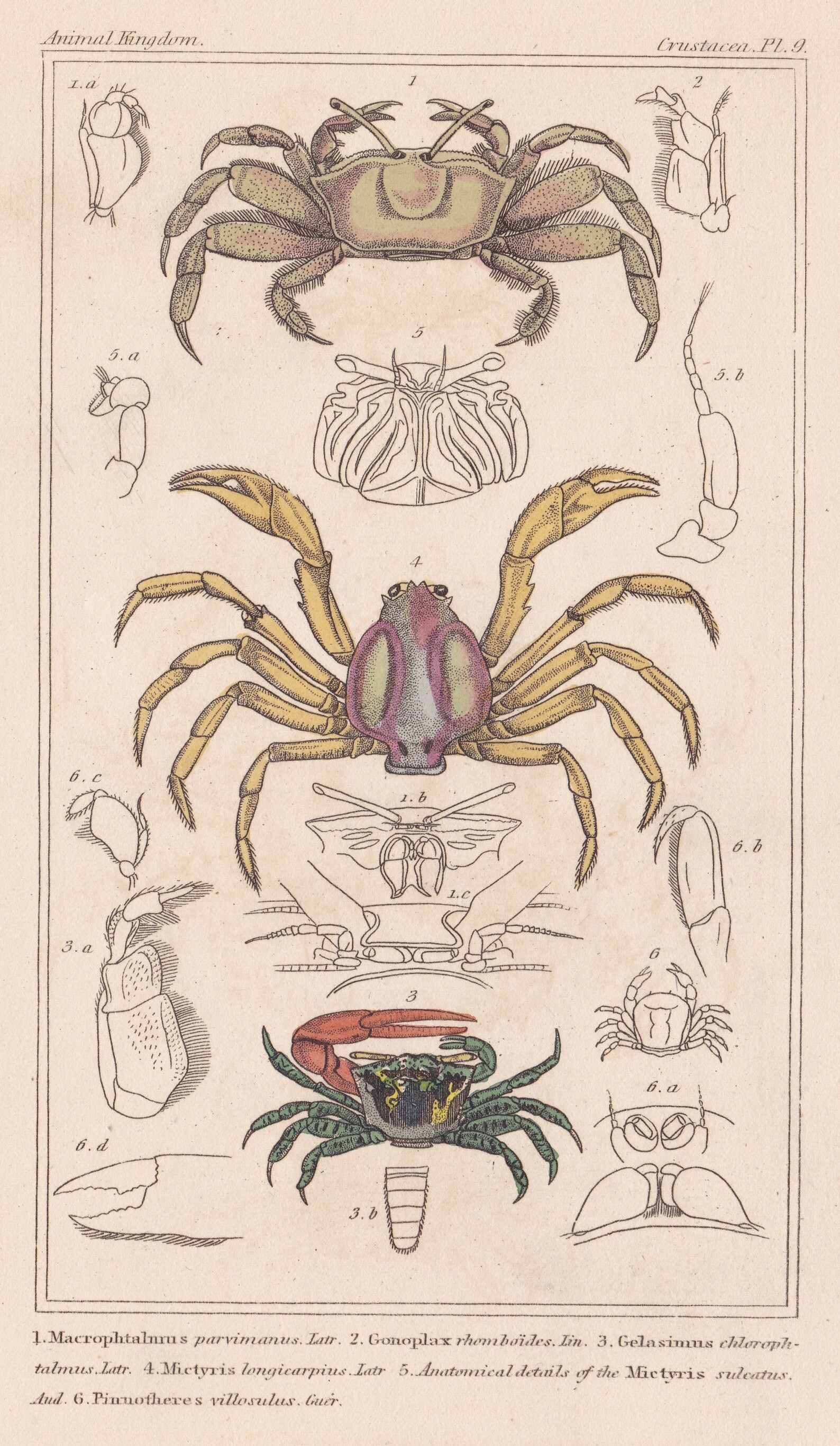 1834 Antique Crabs Original Engraving Antique Crustacean Plate - Etsy