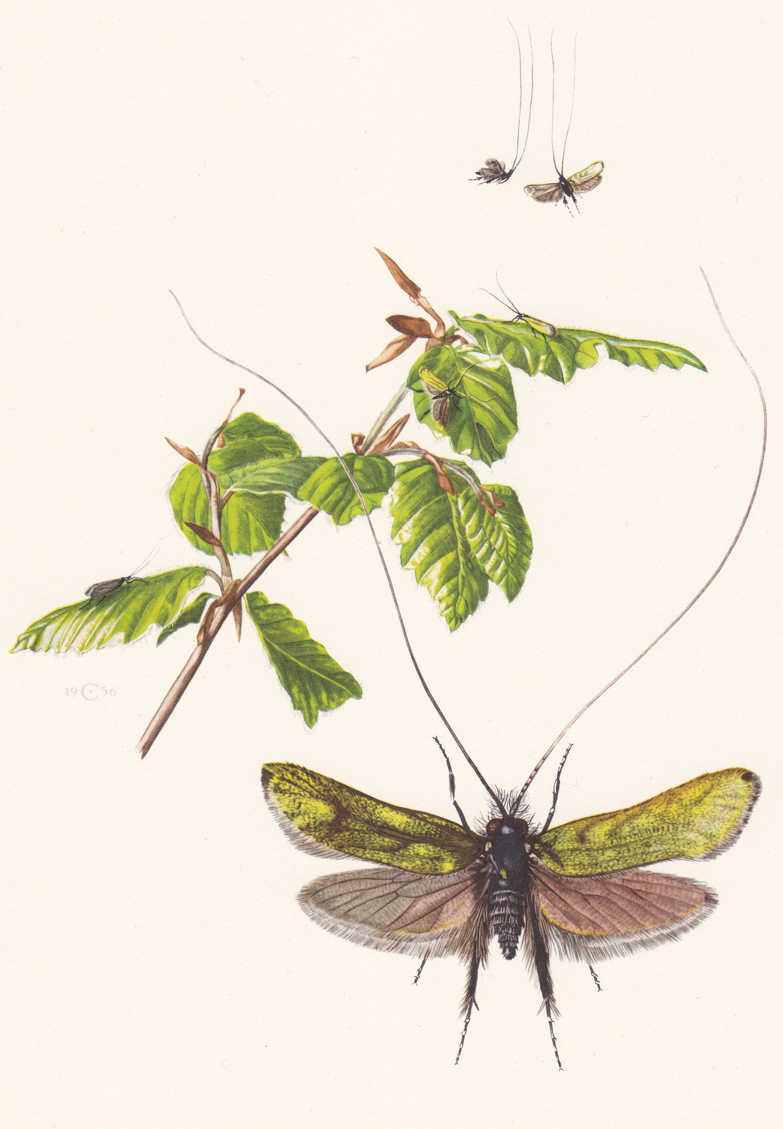 Original Vintage Insect Fairy Moths Adela Viridella Moth Earth Tree ...