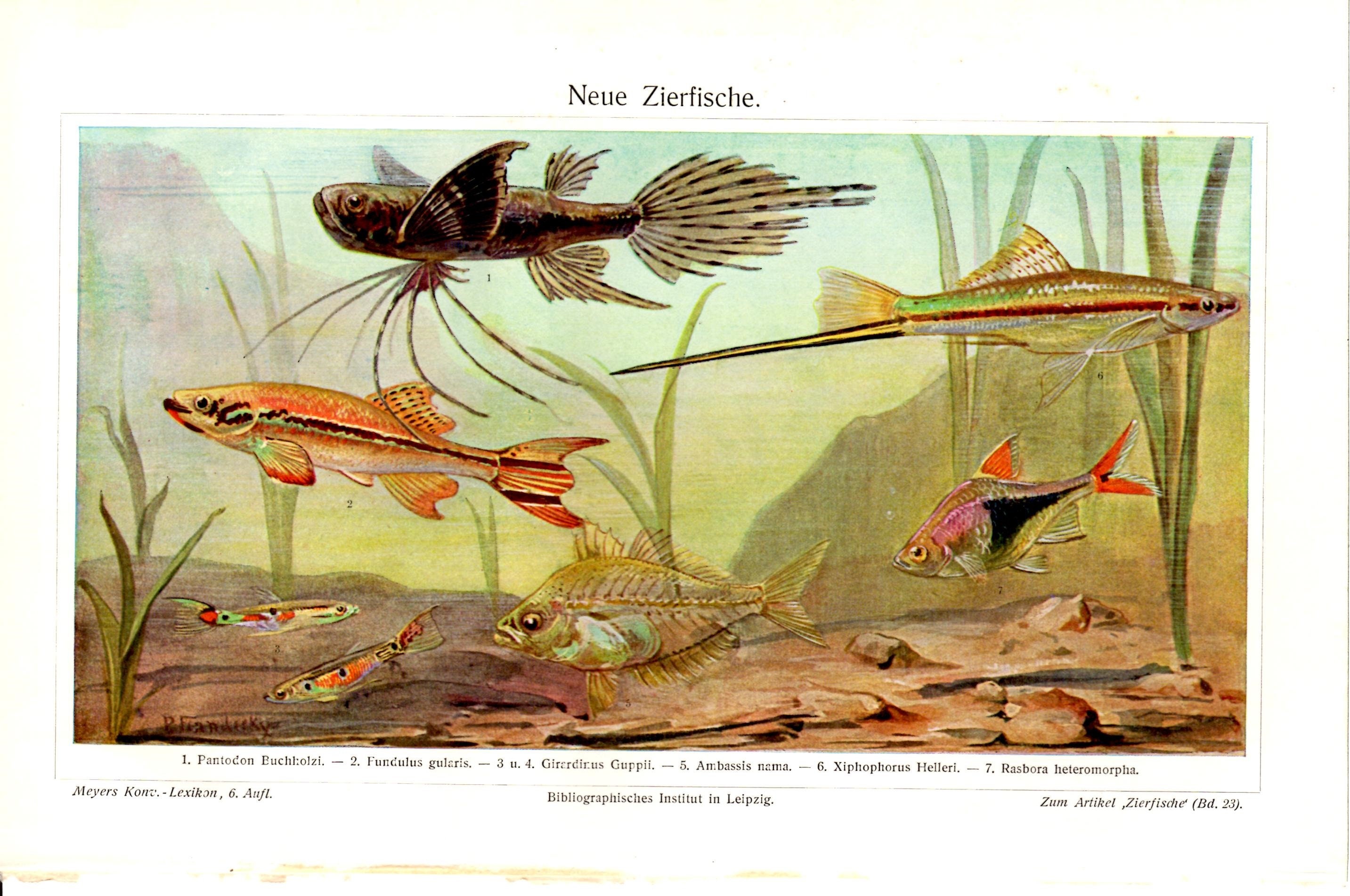 19th Century Tropical Fish Print Lithograph Chromolithograph Tetra ...