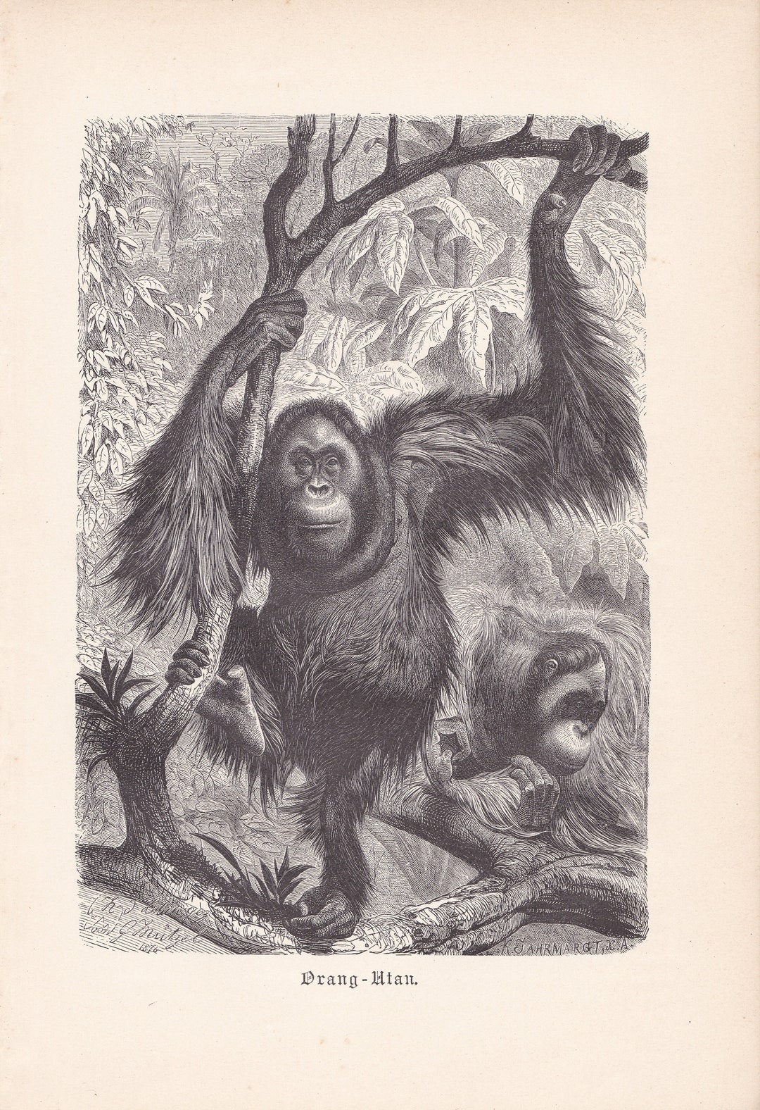 1900 Original Antique Gorillas Primates Monkey Jungle Print ...
