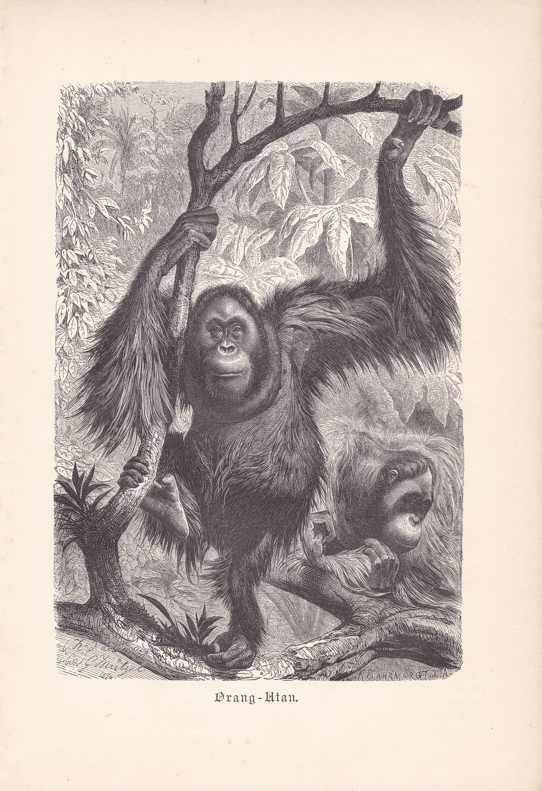 1900 Original Antique Gorillas Primates Monkey Jungle Print ...