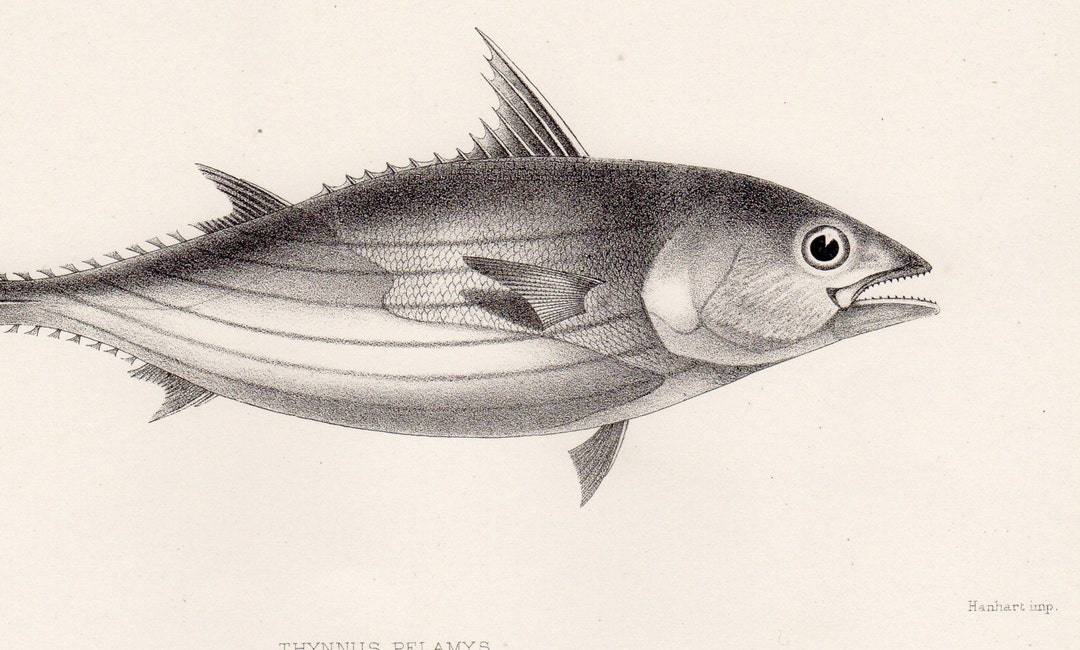 1884 Antique Skipjack Tuna Lithograph the Fishes of Great Britain ...