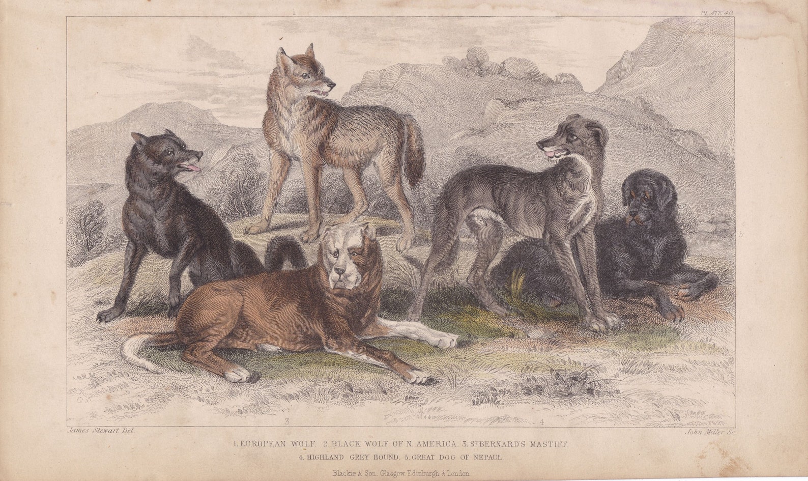 1857 Rare Antique Wolf Dog Species Original Print A History of Earth ...