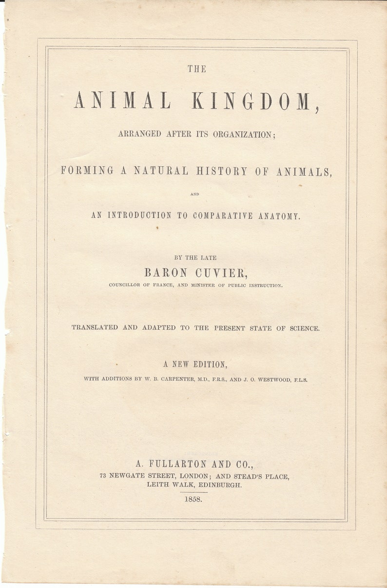 Rare Antique Original Weasel Stote Otter Rat 1858 George Baron Cuvier ...