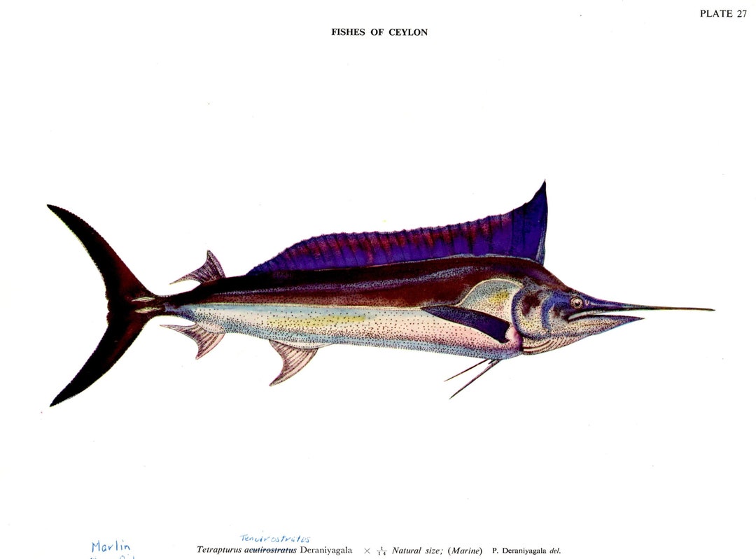 Superb Large Original 1952 Vintage Marlin Fish Print From the Colored ...
