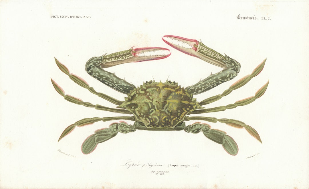 Rare Antique Original Lupa Pelagica Sea Crab Green 1849 Print Charles D ...