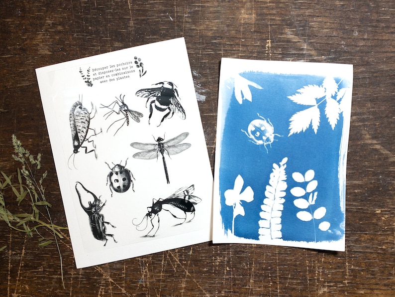 Cyanotype Kit: Insects Stencils, Create Your Own Prints and Handmade ...