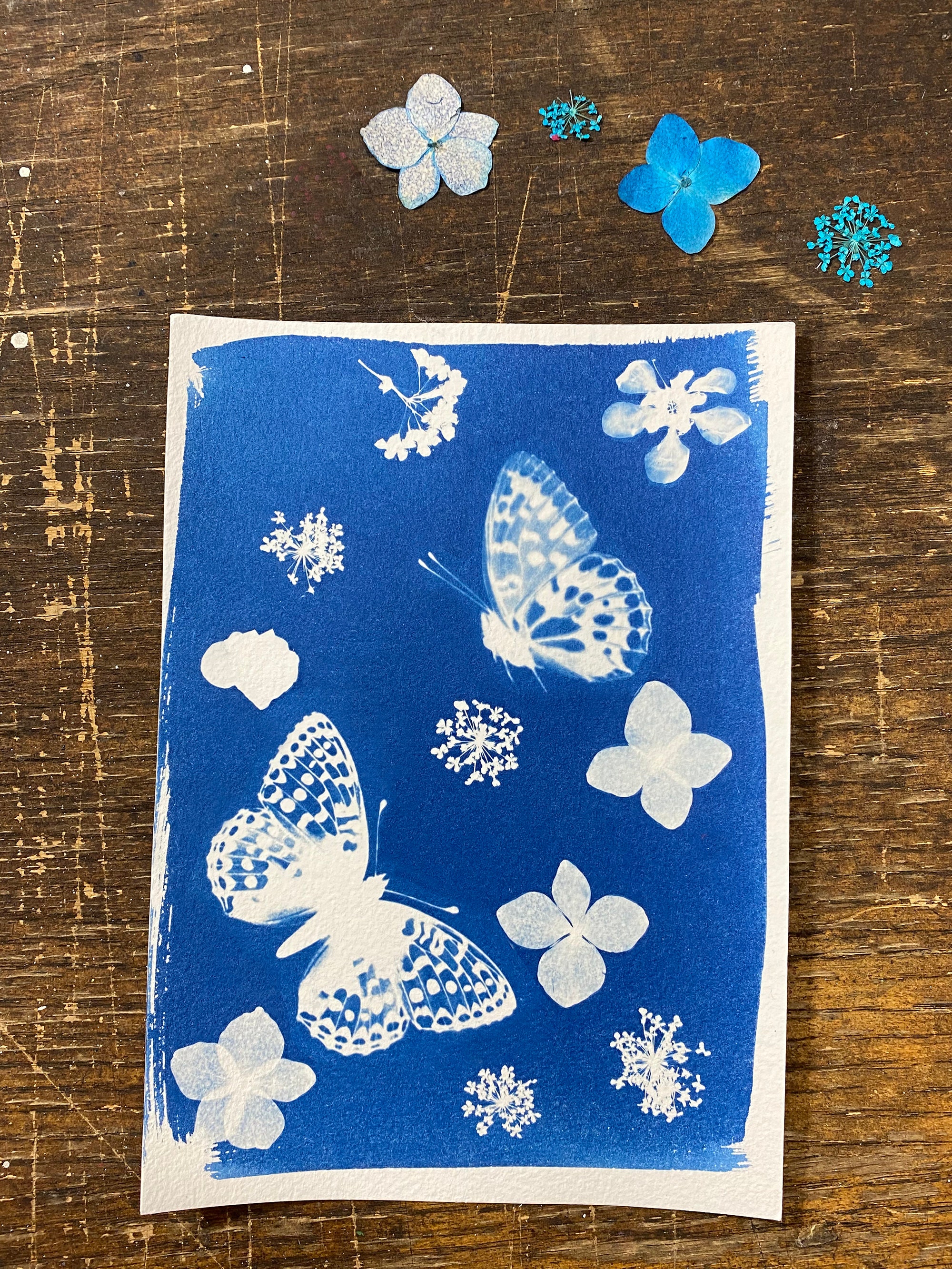 Cyanotype Kit: Butterfly Stencils, Create Your Own Prints and Handmade ...