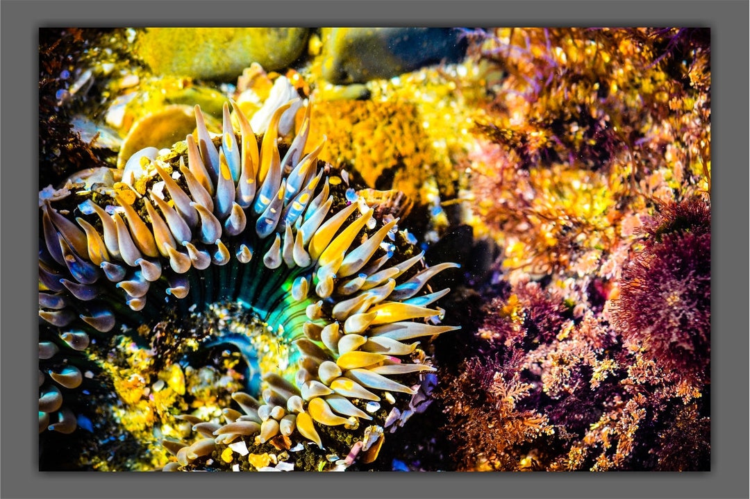 Sea Anemone Macro Photography Art Print: Colorful Underwater Wall Decor ...